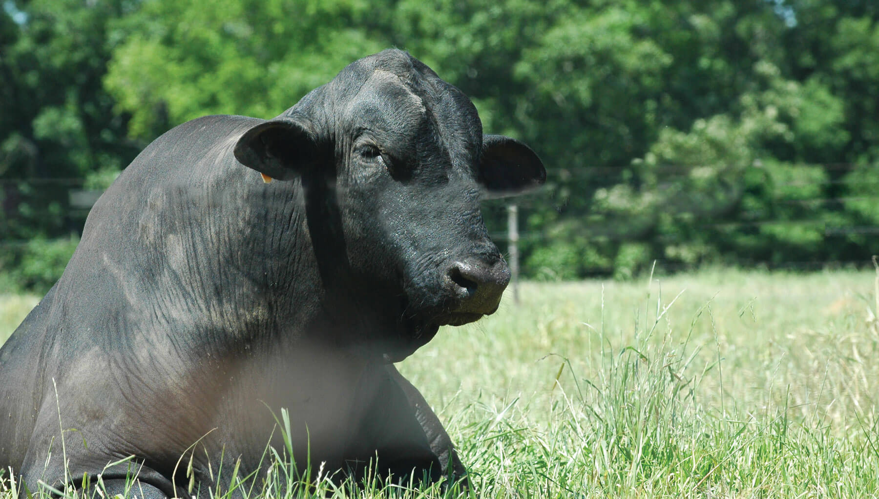 Home - The Branch Ranch